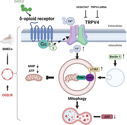 Delta opioid peptide [D-ala2, D-leu5]-Enkephalin’s ability to enhance ...