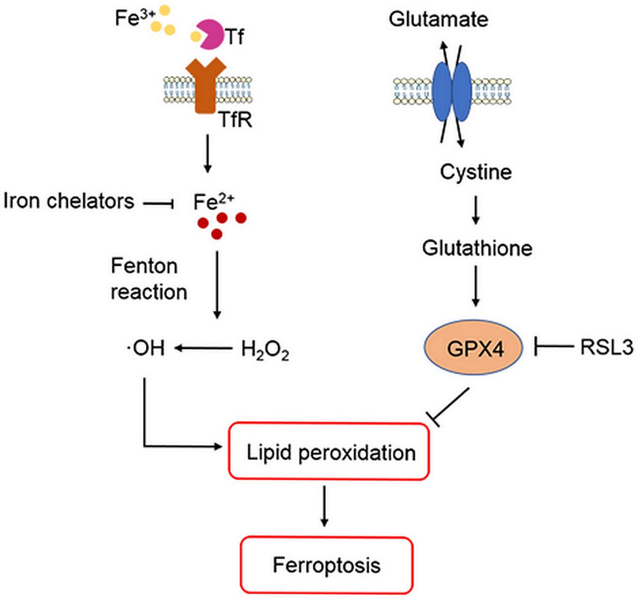 Iron toxicity, lipid peroxidation and ferroptosis after intracerebral ...